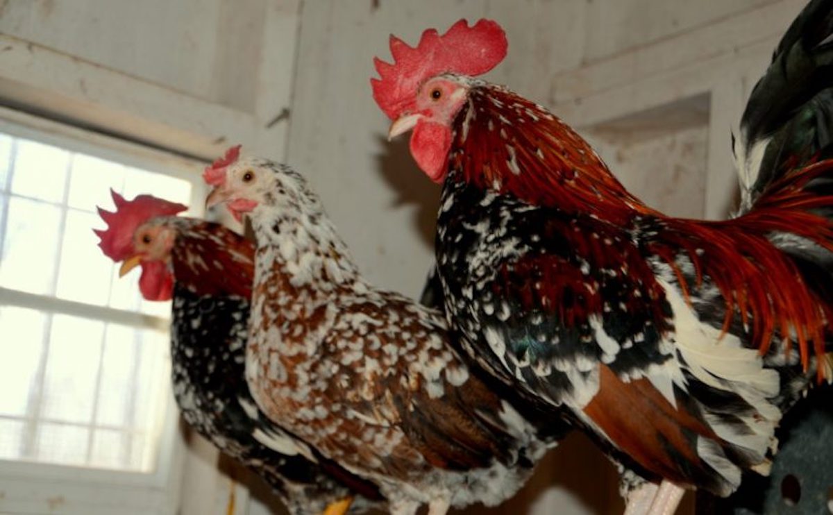 Breed Profile: Olandsk Dwarf Chicken - Backyard Poultry